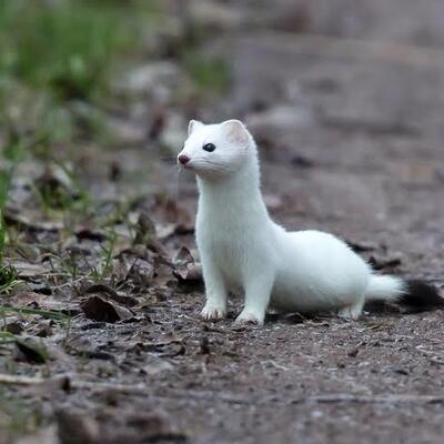 Memo (@Memo@baraag.net) - 🔞 baraag.net