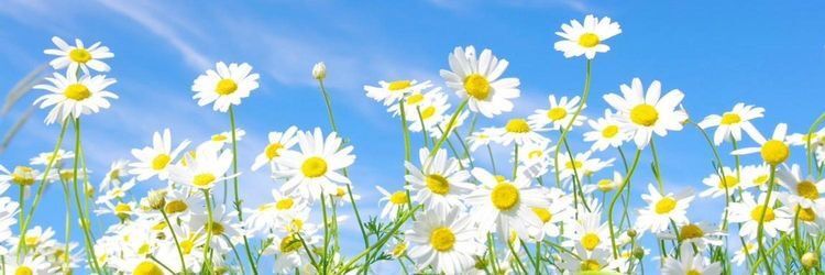 🌼 MahmaPuu 🌼 :verified: (@MahmaPuu@baraag.net) - 🔞 baraag.net