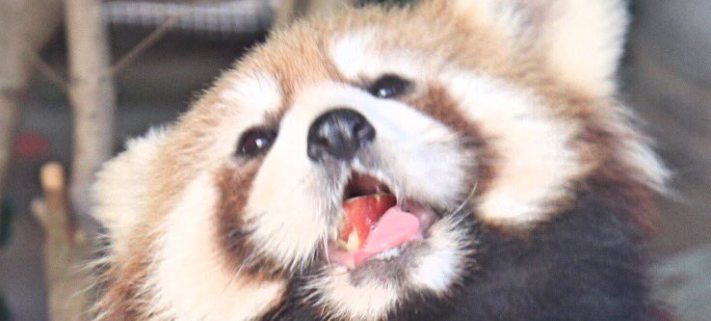 MotherofPands (@Squee@baraag.net) - 🔞 baraag.net