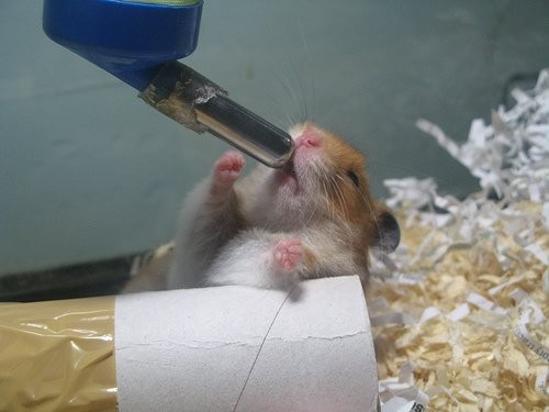 Font: "me lapping up rat pussy indulgence by my friends" - 🔞 baraag.net