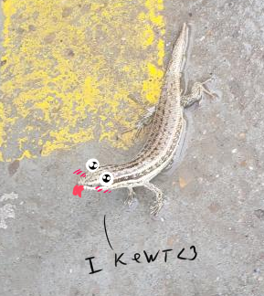 Weasselking (@weasselking@baraag.net) - 🔞 baraag.net