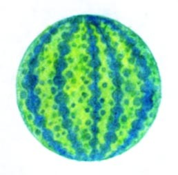 kia: "@xio #eating #eat #watermelon #cookie #cake" - 🔞 baraag.net