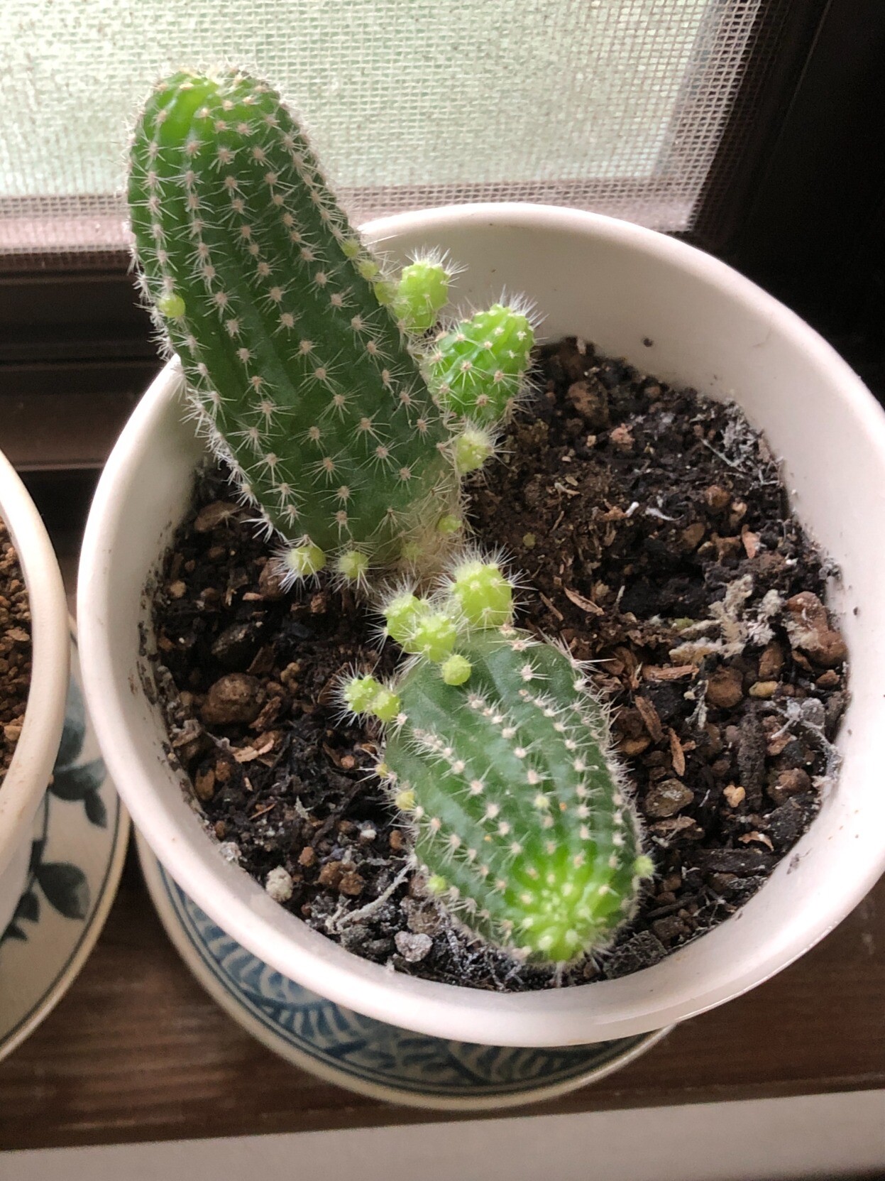 ジョー / HayateCancel: "Cactus children" - 🔞 baraag.net