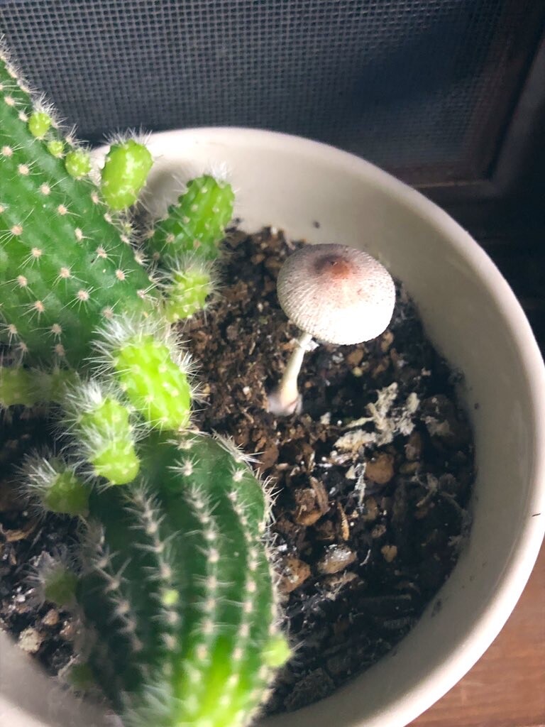 ジョー / HayateCancel: "Wild mushrooms have grown in cactus pots. The sec ...