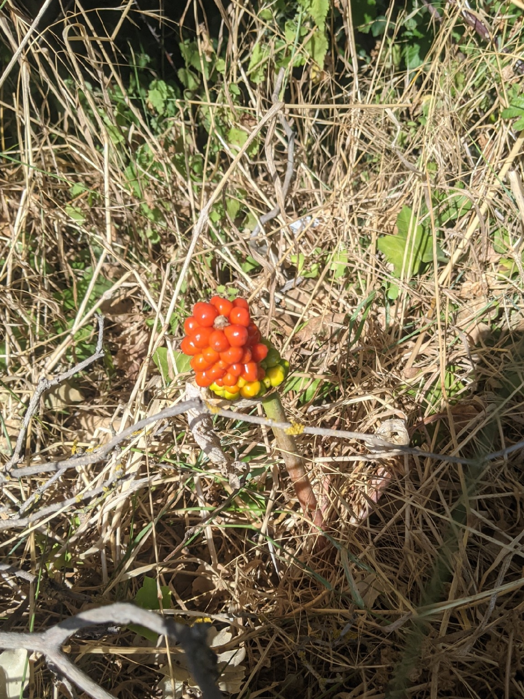 Entrik 🔞: "Guys, I found this mystical plant fruit in the fo…" - 🔞 ...